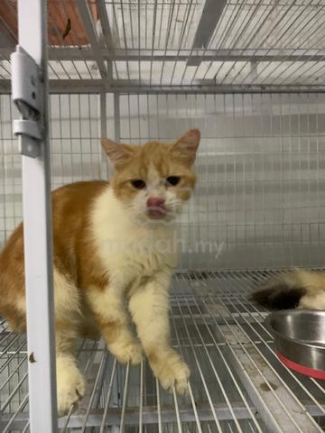 bsh British shorthair bicolour red male - Pets for sale in Rasah ...