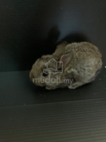Brown mini Rex rabbit pure - Pets for sale in Tanjung Bungah, Penang