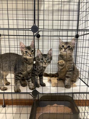 Mainecoon Mix Kittens Kucing - Pets for sale in Johor Bahru, Johor