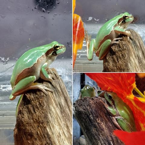 Annam Tree Frog / Katak - Pets for sale in Ayer Itam, Penang