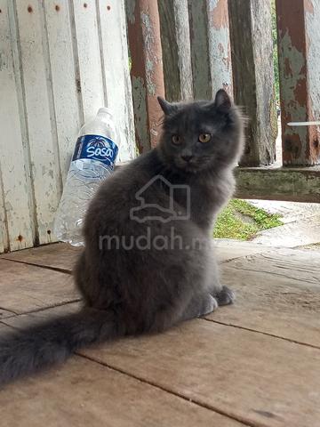 Anak kucing - Pets for sale in Tamparuli, Sabah