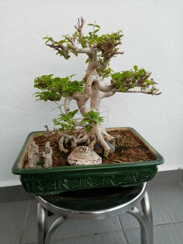 Bonsai, Shui Mei - Garden Items for sale in Tanjung Bungah, Penang