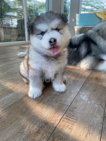 Alasky - Pets for sale in Bukit Mertajam, Penang