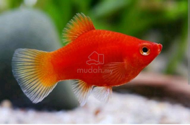 10 ekor Ikan red/black moon - Pets for sale in Duyong, Melaka