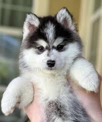 F143 purebred pomsky puppy dog - Pets for sale in Puchong, Kuala Lumpur