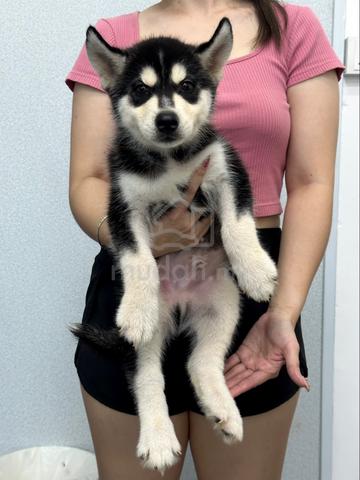Husky CNY Promo - Pets for sale in Batu Pahat, Johor