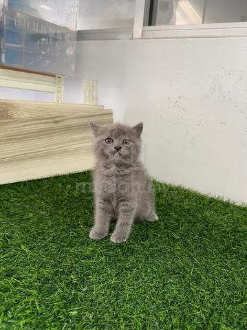 Blue BSH munchkin kitten - Pets for sale in Others, Selangor