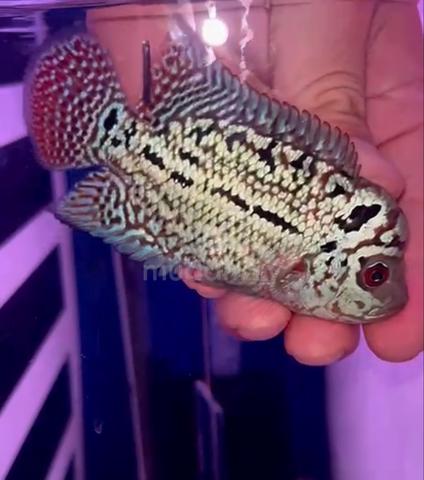 Kamfa F2 ( Flowerhorn&Louhan) - Pets for sale in Kulim, Kedah
