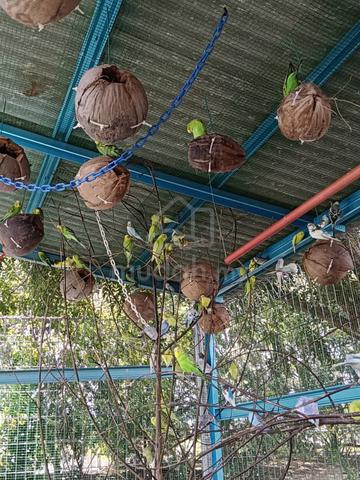 Burung Baji (Budgie bird) - Pets for sale in Sepang, Selangor