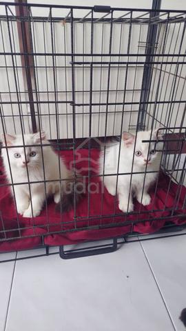 Kucing healthy,playful,ready for a loving home - Pets for sale in USM ...