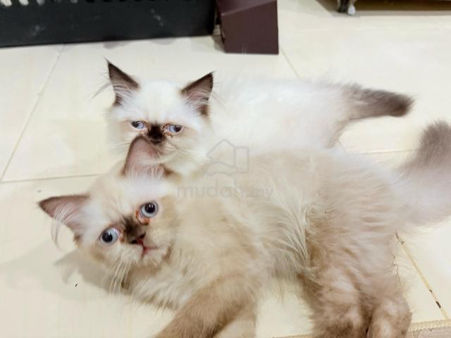 Kucing Siam plus Flat Face - Pets for sale in Parit Buntar, Perak