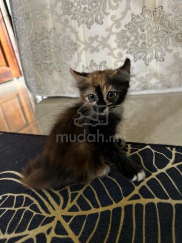 kucing american curl mix dlh - Pets for sale in Johor Bahru, Johor