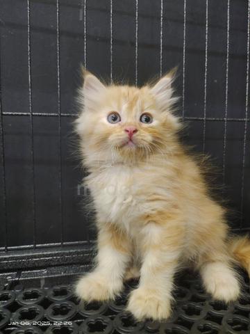 kucing siberian pure breed - Pets for sale in Seremban, Negeri Sembilan