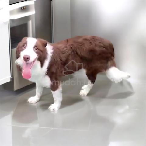 Border collie male mka and chip - Pets for sale in Seri Kembangan, Selangor