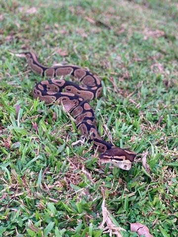 Ball python - Pets for sale in Trong, Perak