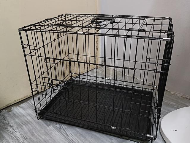 Sangkar Kucing - Pets for sale in Sungai Jawi, Penang