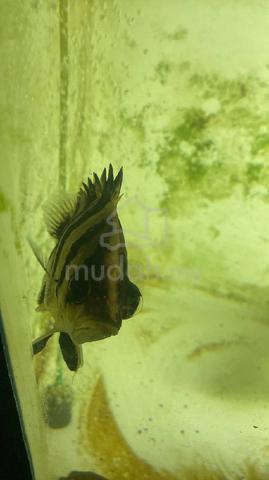 Indonesian tiger fish - Pets for sale in Machang, Kelantan