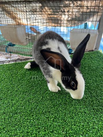 Arnab Rabbit - Pets for sale in Telok Panglima Garang, Selangor
