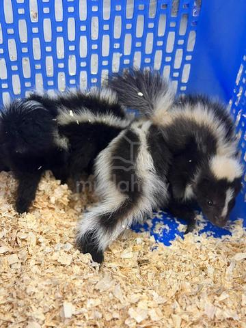 Baby Skunk - Pets for sale in Pasir Mas, Kelantan