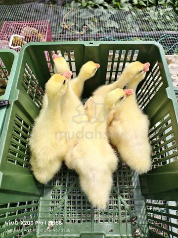 Anak Angsa - Pets for sale in Klang, Selangor