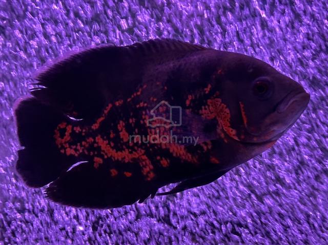 Oscar fish / monster fish - Pets for sale in Cyberjaya, Selangor