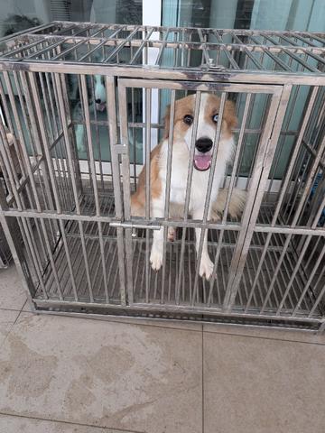 RARE Sable Merle Border Collie Purebred Blue-Eyed - Pets for sale in ...