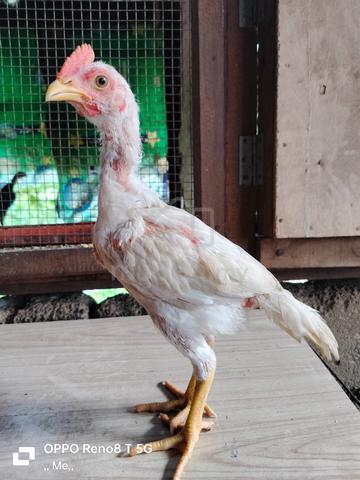 Mika farm - Pets for sale in Kota Bharu, Kelantan