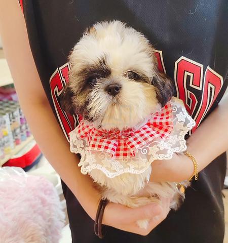 Chubby Face Shih Tzu Puppu Dog Pet *yu.0107 - Pets for sale in Puchong ...