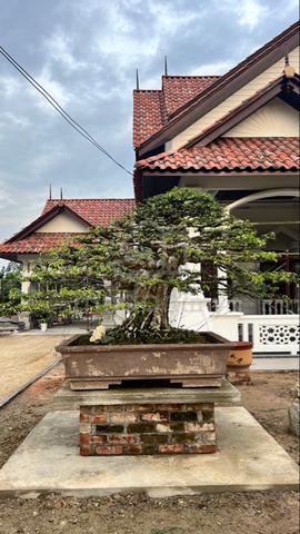 Bonsai Santalia Jeliti Sui Mei (Baca Details) - Garden Items for sale ...