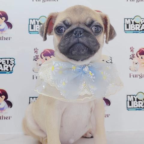 Super Fatty Pug Puppy Dog Pet *yu.0332 - Pets for sale in Puchong, Selangor