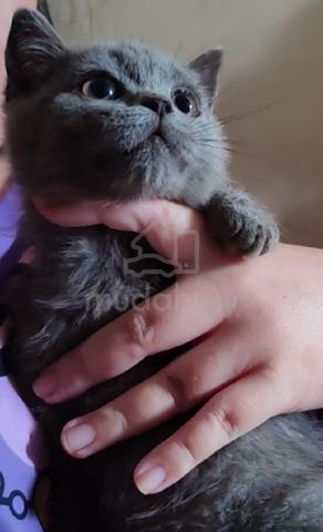 Purebreed BSH kitten Blue British shorthair - Pets for sale in Ampang ...