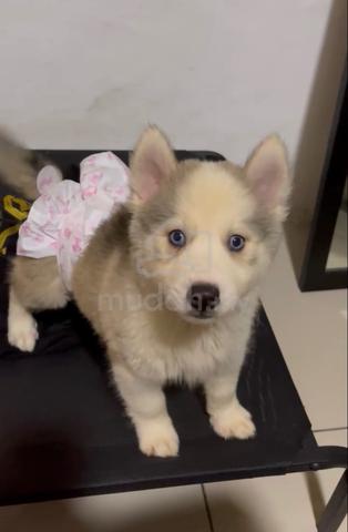 Alaskan Husky (Female) - Pets for sale in Kota Kinabalu, Sabah