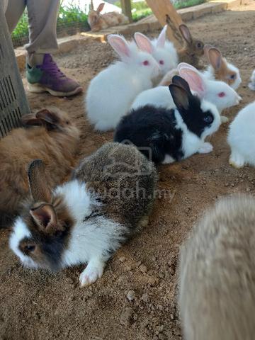 arnab rabbit lelong - Pets for sale in Others, Perak