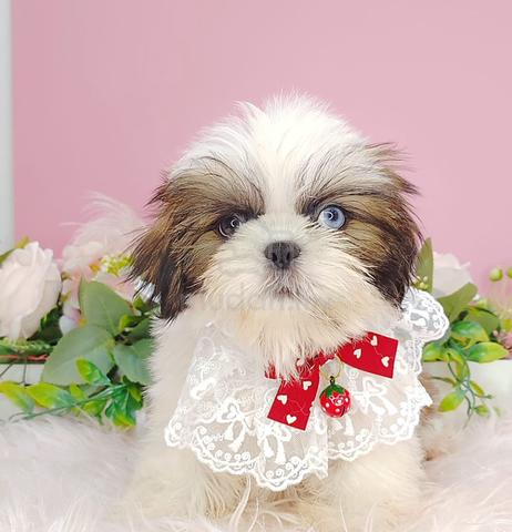 Chubby Face Shih Tzu Puppu Dog Pet *yu.02081 - Pets for sale in Puchong ...