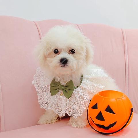 Snow White Bichon Frise Puppy Dog Pet *yu.001771 - Pets for sale in ...