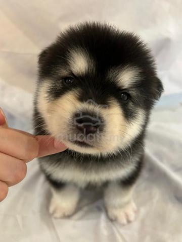 S70 giant pomsky puppy dog - Pets for sale in Puchong, Kuala Lumpur