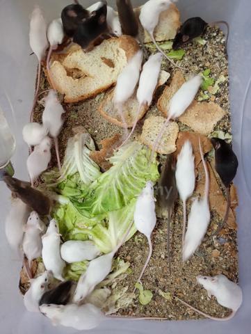 Mice/tikus - Pets for sale in Georgetown, Penang