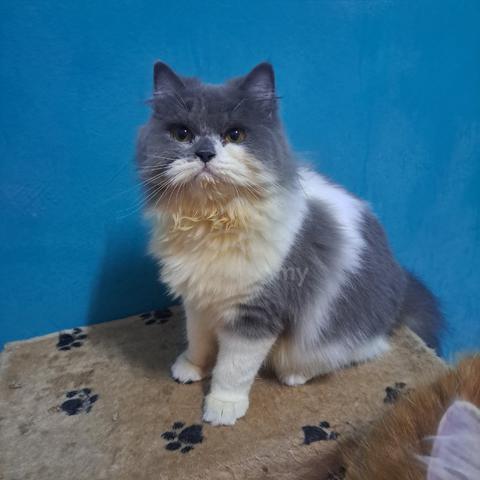 Kucing British Long Hair (BLH) - Pets for sale in Rawang, Selangor