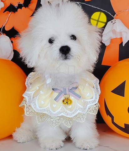 Snow White Bichon Frise Puppy Dog Pet *UA649 - Pets for sale in Puchong ...