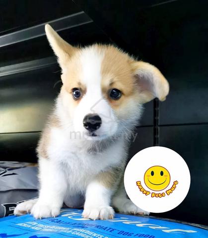 pretty cute buddy Welsh Corgi 1.5 months old - Pets for sale in Johor ...