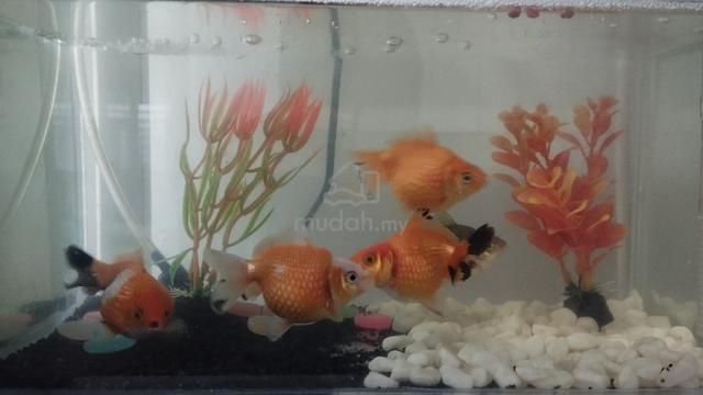 Ikan goldfish - Pets for sale in Ipoh, Perak
