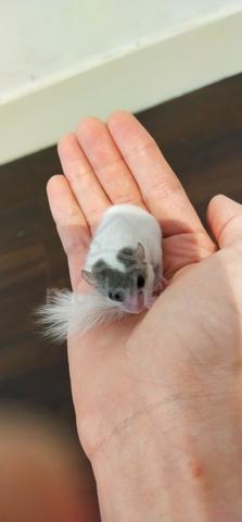 White dormouse - Pets for sale in Cheras, Selangor
