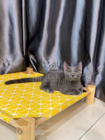 Blue Munchkin kitten - Pets for sale in Others, Melaka