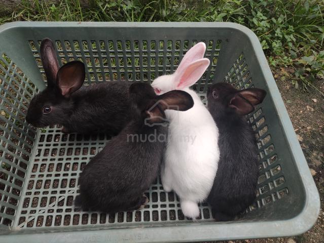 Arnab Rabbit Pedaging New Zealand White - Pets for sale in Tapah, Perak