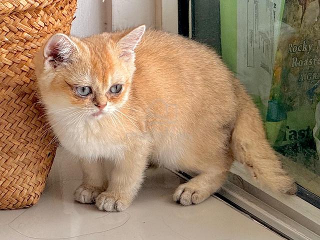 British Shorthair Golden BSH - Pets for sale in Setapak, Kuala Lumpur