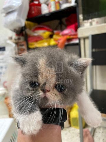 Kucing Exotic Short hair dan long hair - Pets for sale in Old Klang ...