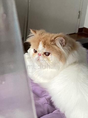 Persian Cat Kucing Parsi - Pets for sale in Petaling Jaya, Selangor