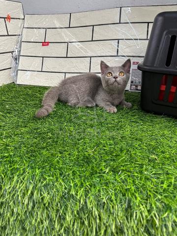 Blue Munchkin kitten - Pets for sale in Others, Johor