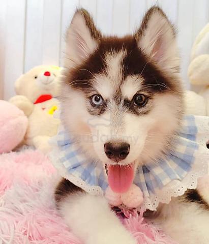 Wooly Husky Siberian Puppy @es.5372 - Pets for sale in Puchong, Selangor