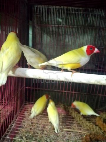 Gouldian finch kuning - Pets for sale in Bachok, Kelantan